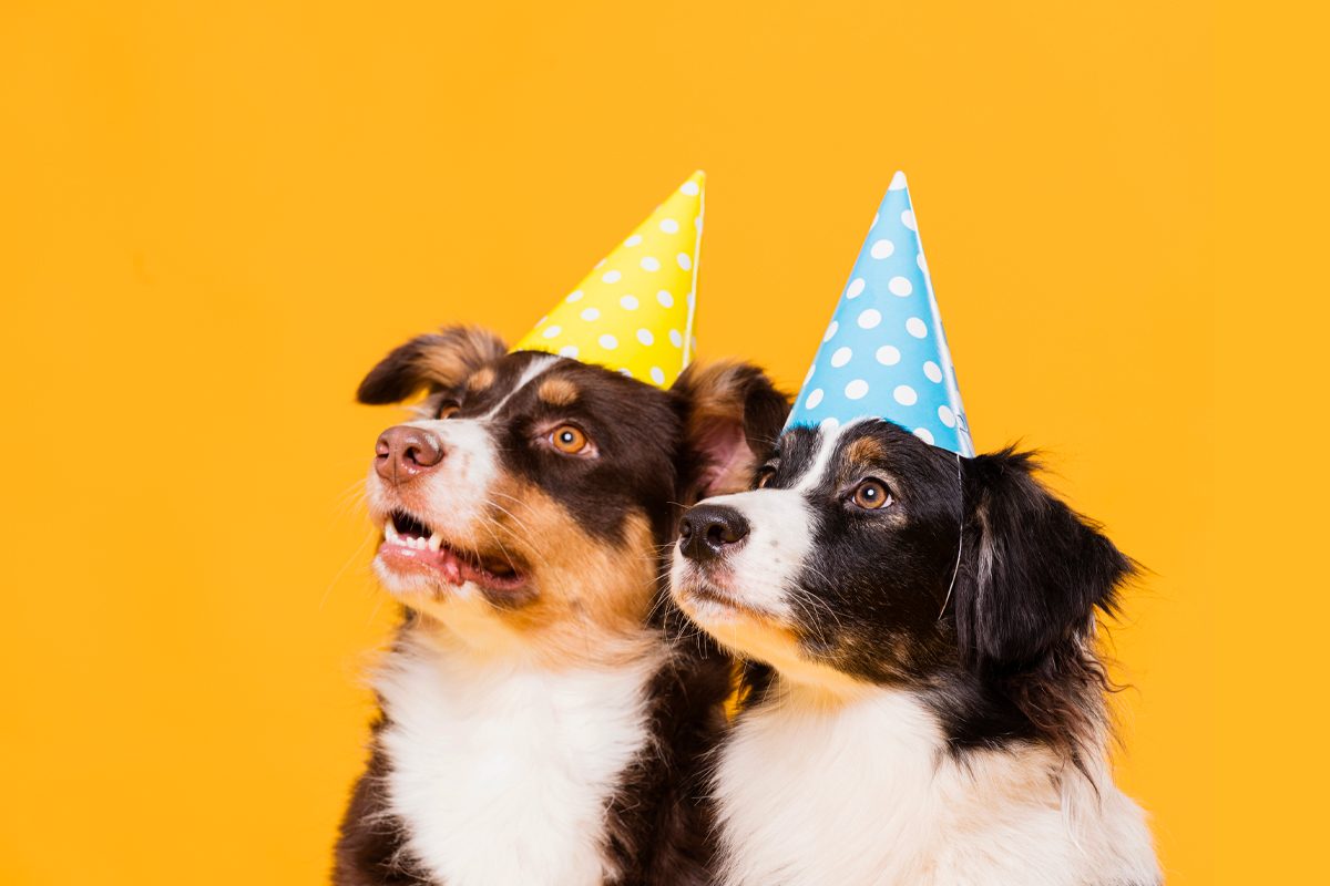 Why do dogs play? – Pet Love